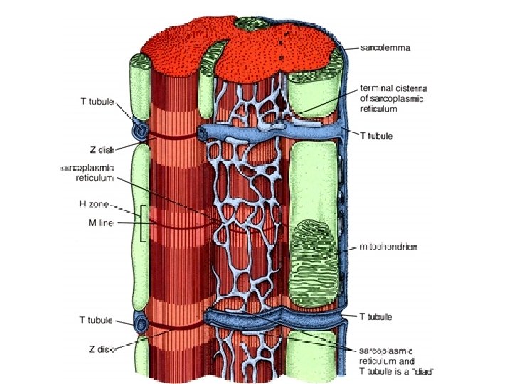 MUSCLE Motion as a reaction of multicellular organisms