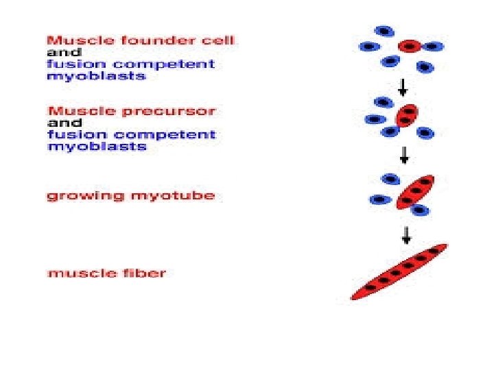 MUSCLE Motion as a reaction of multicellular organisms