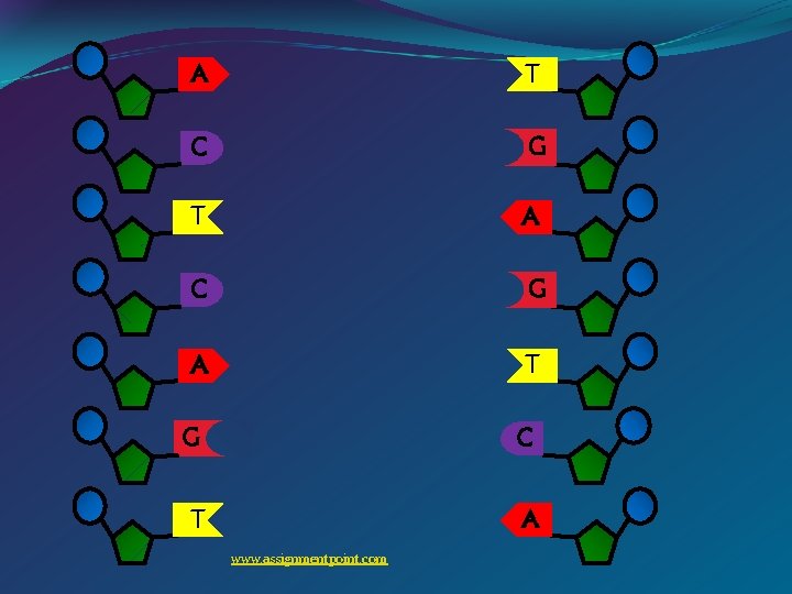 Lecture on DNA Structure www assignmentpoint com DNA