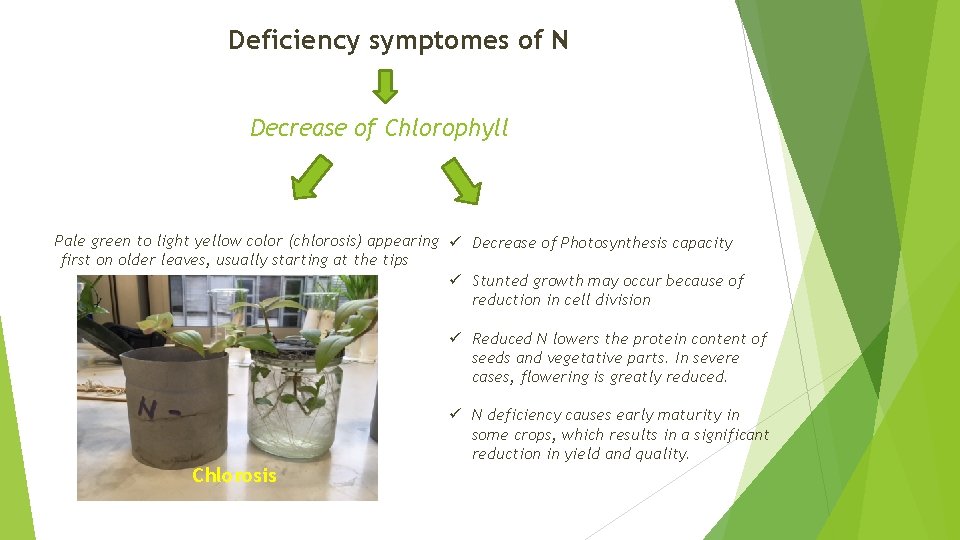 Carbon and Nitrogen ratio in plants Sofia Varotto