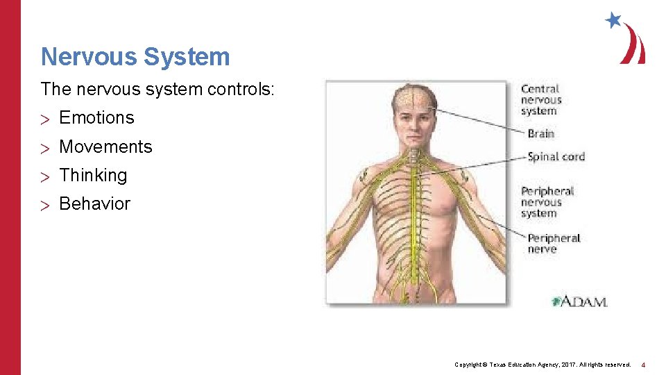Brain Power Counseling and Mental Health Copyright Texas