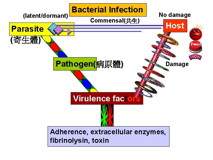 Understand 1 Virulence factor of bacteria 2 Koch