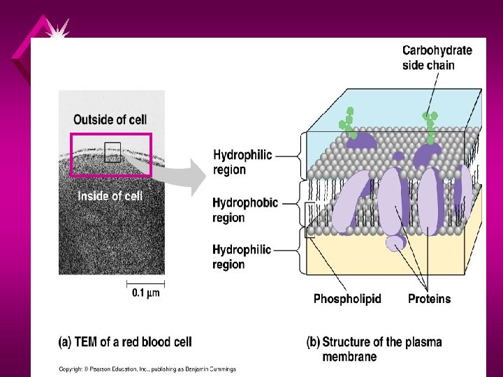 Chapter 6 Membrane Structure and Function Plasma Membrane