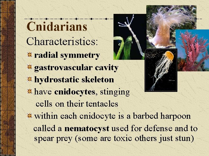 Animal Kingdom Scientific vs Common Name Porifera Sponges