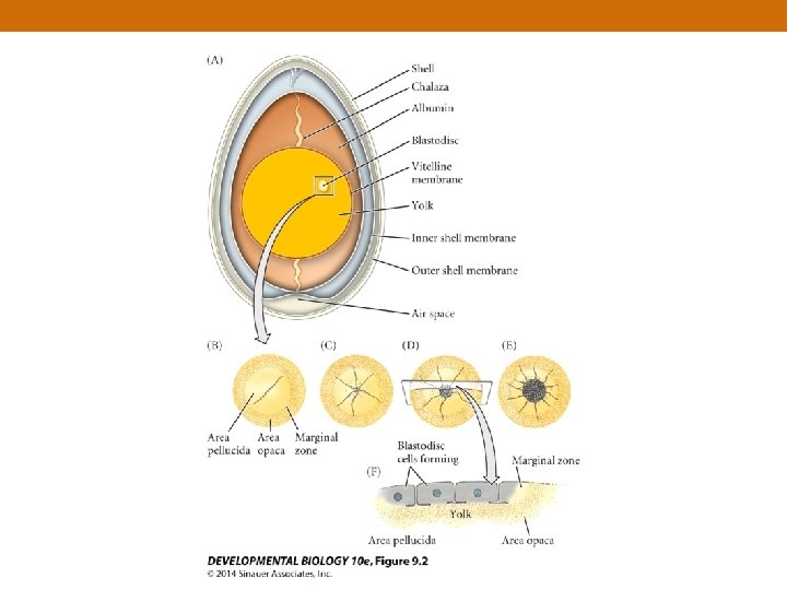 BIOL 370 Developmental Biology Topic 13 Birds and