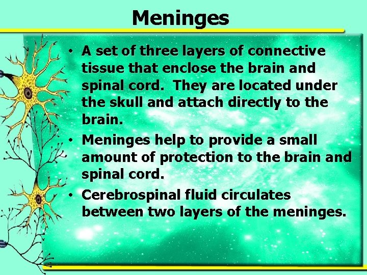 The Nervous System The Basic Functions of the