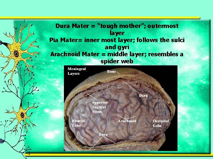 The Nervous System The Basic Functions of the