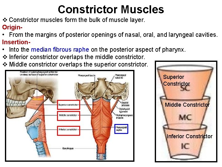 PHARYNXIII Presented by Dr Sushma Tomar Associate Professor