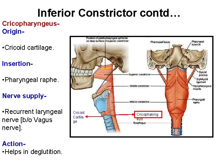 PHARYNXIII Presented by Dr Sushma Tomar Associate Professor