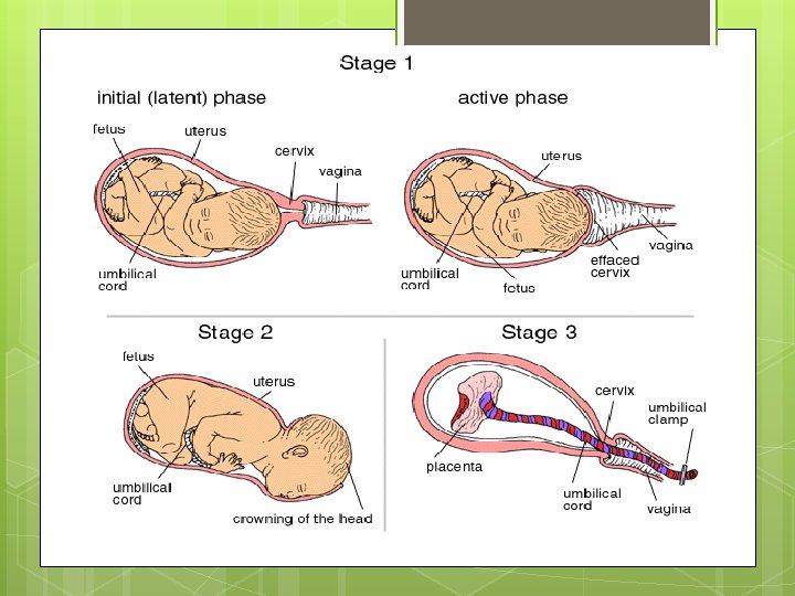PREGNANCY REPRODUCTION SEXUAL INTERCOURS E The reproductive process