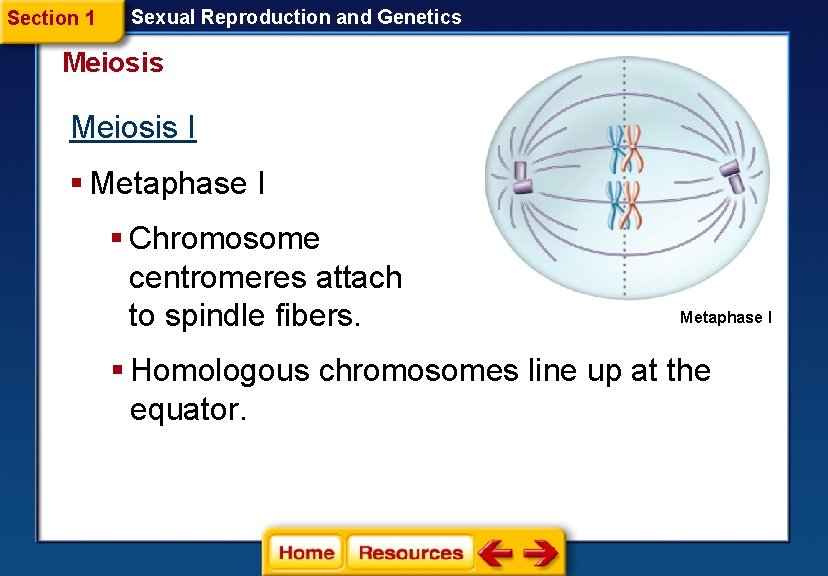 Section 1 Sexual Reproduction and Genetics Meiosis Chromosomes