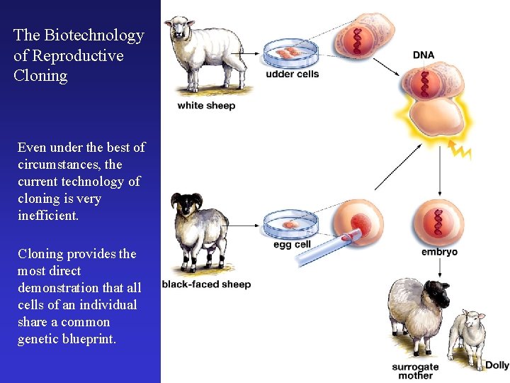 Biotechnology Dolly and surrogate Mom Embryonic stem cells