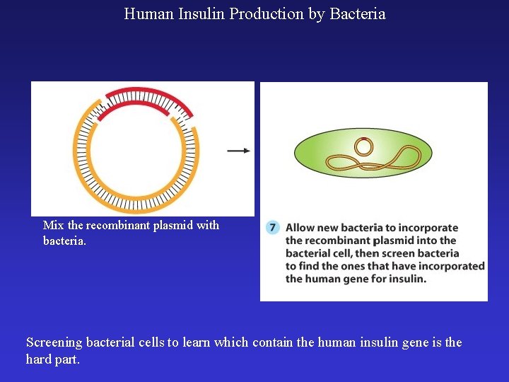 Biotechnology Dolly and surrogate Mom Embryonic stem cells