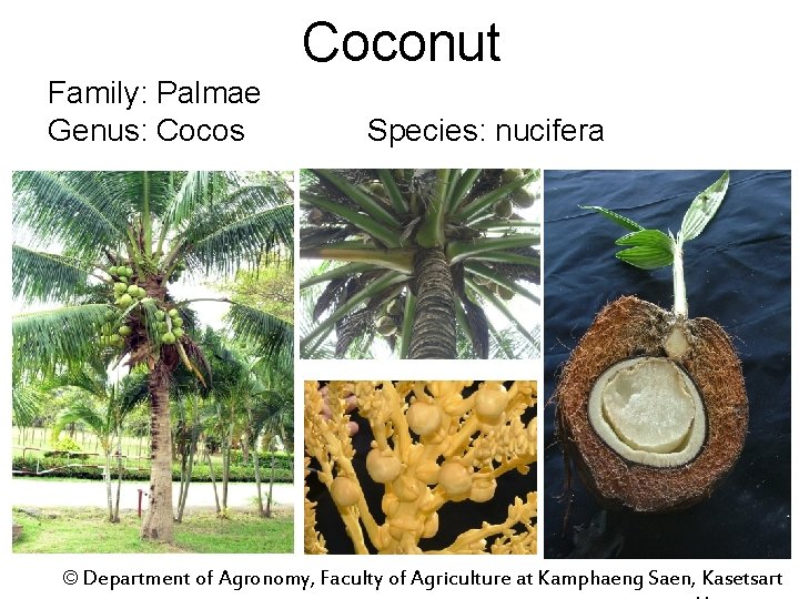 Coconut Family Palmae Genus Cocos Species nucifera Department
