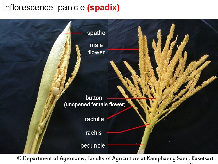 Coconut Family Palmae Genus Cocos Species nucifera Department