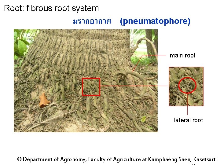 Coconut Family Palmae Genus Cocos Species nucifera Department