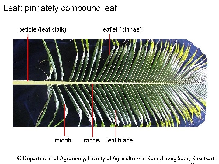 Coconut Family Palmae Genus Cocos Species nucifera Department