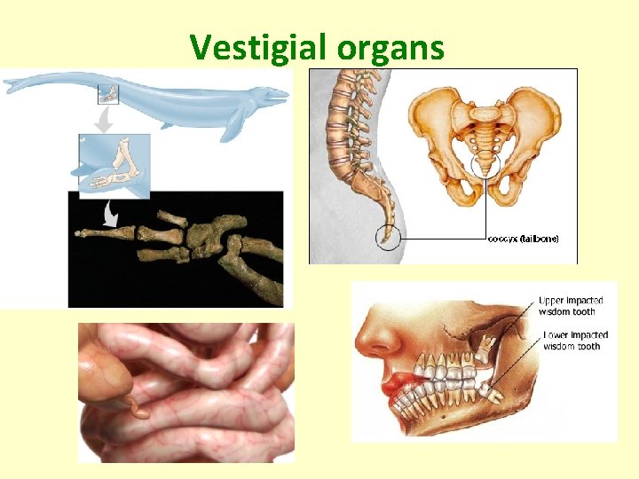 Levels of Classification Most living things have been