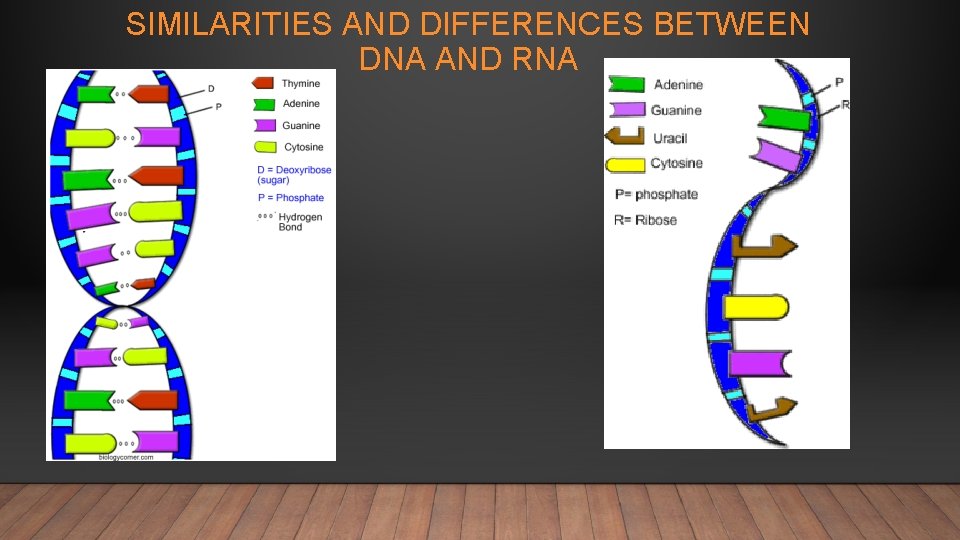 FROM DNA TO RNA RNA RNA ribonucleic acid