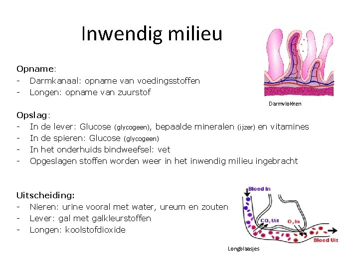 Opslag uitscheiding en bescherming 4 VMBO GT Inwendig