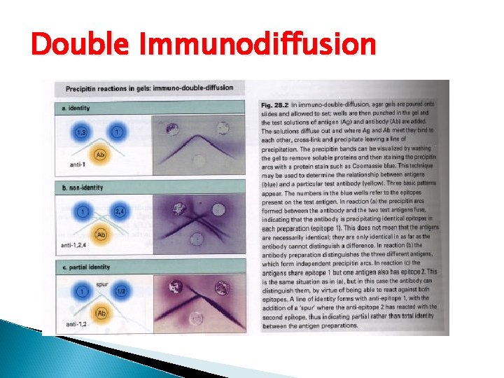 AntigenAntibody Interactions AntigenAntibody Interactions Strength of ...