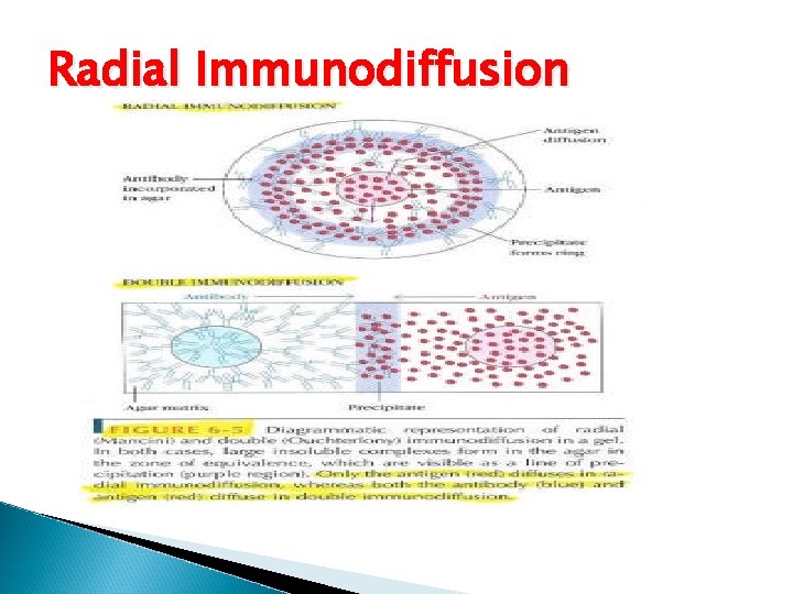 AntigenAntibody Interactions AntigenAntibody Interactions Strength of ...