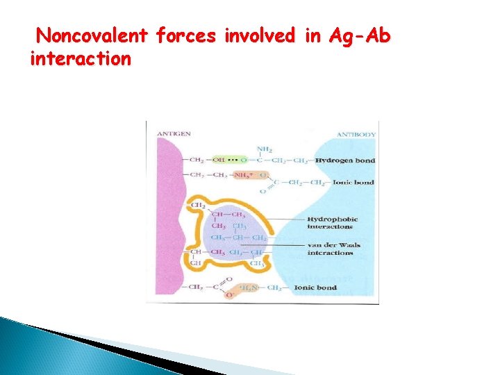 AntigenAntibody Interactions AntigenAntibody Interactions Strength of ...