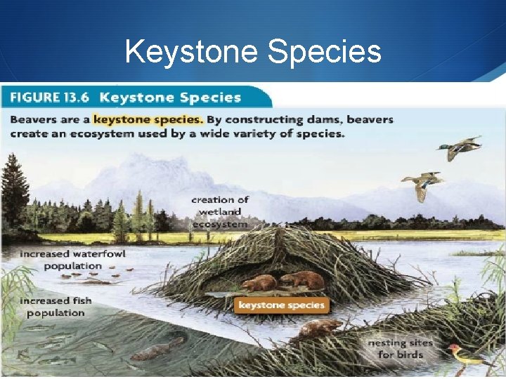 Learning Target S Describe the impact of major