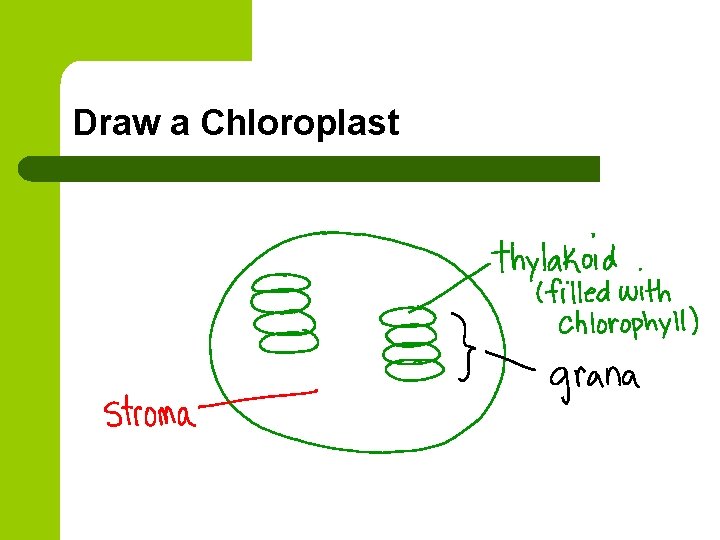 Photosynthesis and Cellular Respiration How do cells obtain