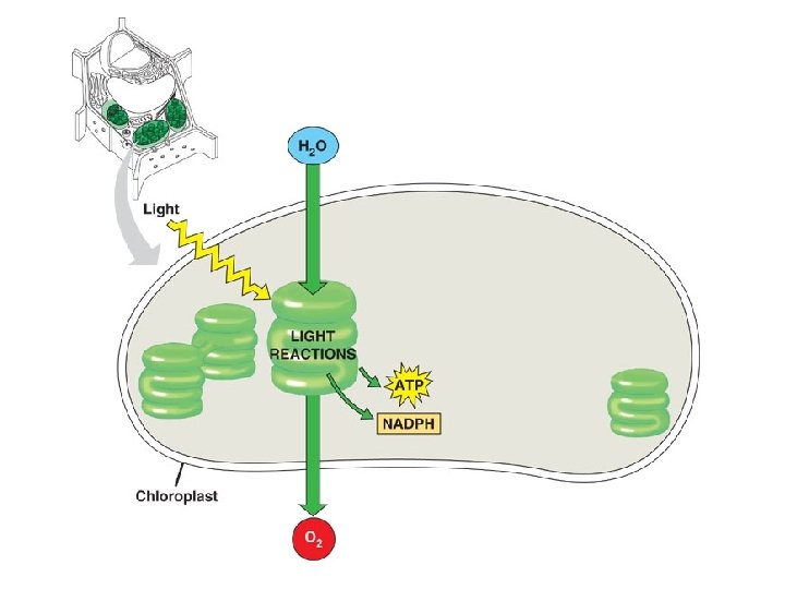 Photosynthesis and Cellular Respiration How do cells obtain