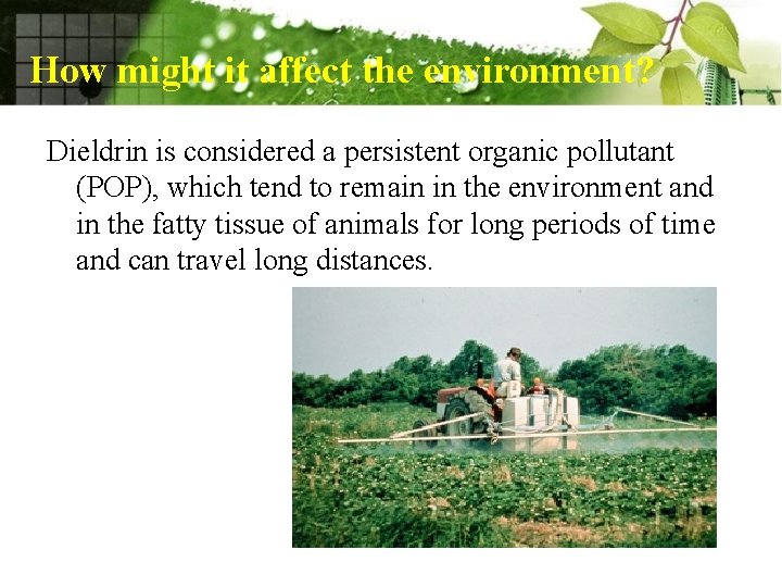 DIELDRIN Pesticide Ocbina Jackielyn B Macuja John Carlo