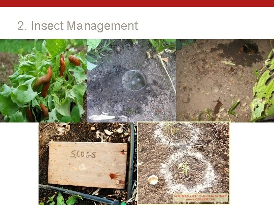 Vegetable Garden Pests PreWork Insert your prework Insert