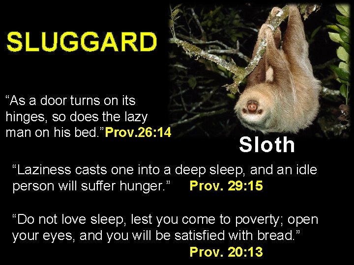 Bible Of Z S ymbols leep Z Z