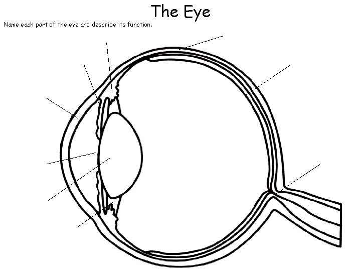 The Eye Name each part of the eye