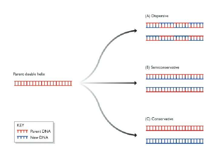 Semi consevative Bidirectional Origin of Replication Ori C