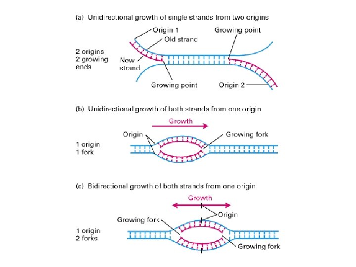 Semi consevative Bidirectional Origin of Replication Ori C
