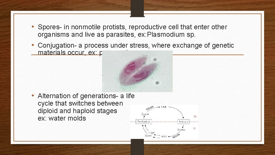 Chapter 21 Protists Fungi 21 1 Kingdom Protista