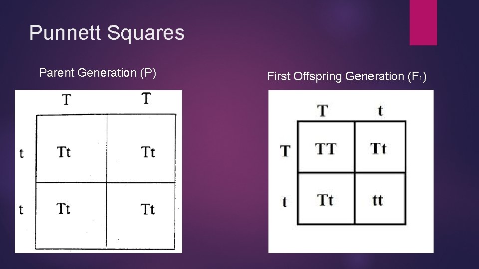 Genetics 2 1 MENDELIAN GENETICS Vocabulary Genetics A