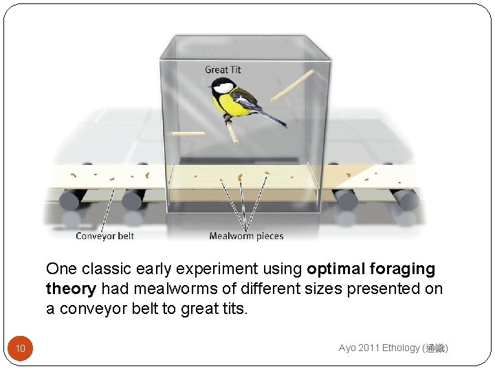 Foraging behavior 1 2 Antfungus relationship Optimal foraging