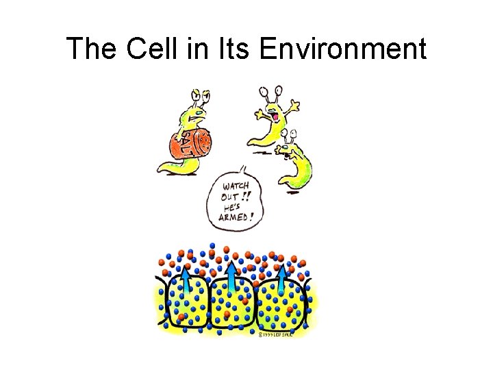 The Cell in Its Environment Key Concepts How