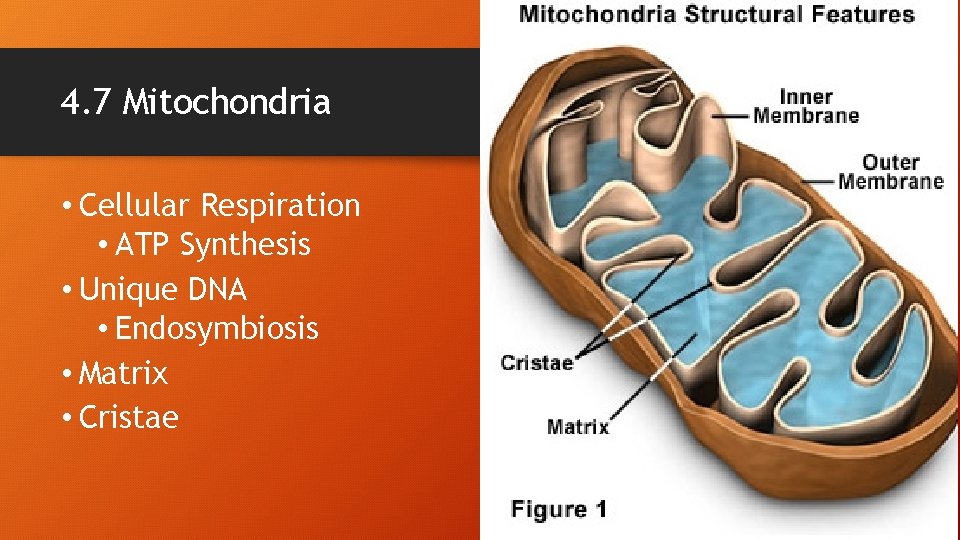 4 7 10 Eukaryotic Structure and Function Microbiology