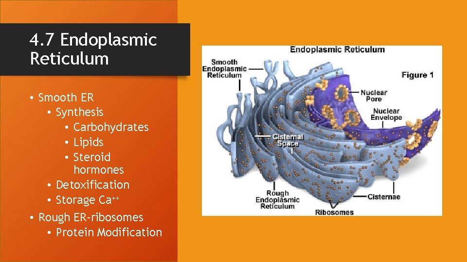 4 7 10 Eukaryotic Structure and Function Microbiology