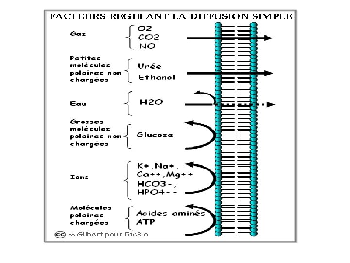 Transport membranaire Transports permatifs Transports Passifs par diffusion