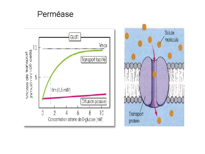 Transport membranaire Transports permatifs Transports Passifs par diffusion