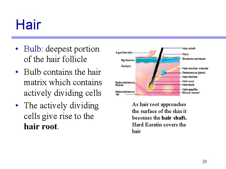 Lab Exercise 7 The Integumentary System Portland Community