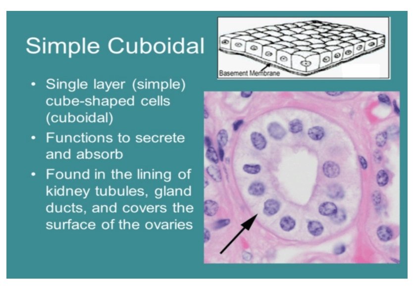 Tissues Essential Question How do multicellular body cells