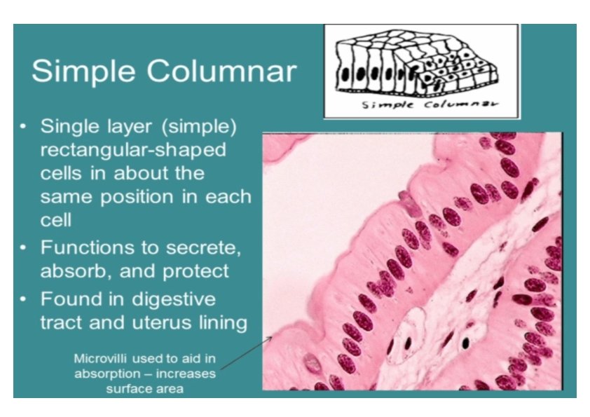Tissues Essential Question How do multicellular body cells