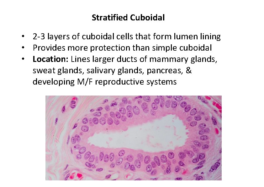 Tissues Essential Question How do multicellular body cells