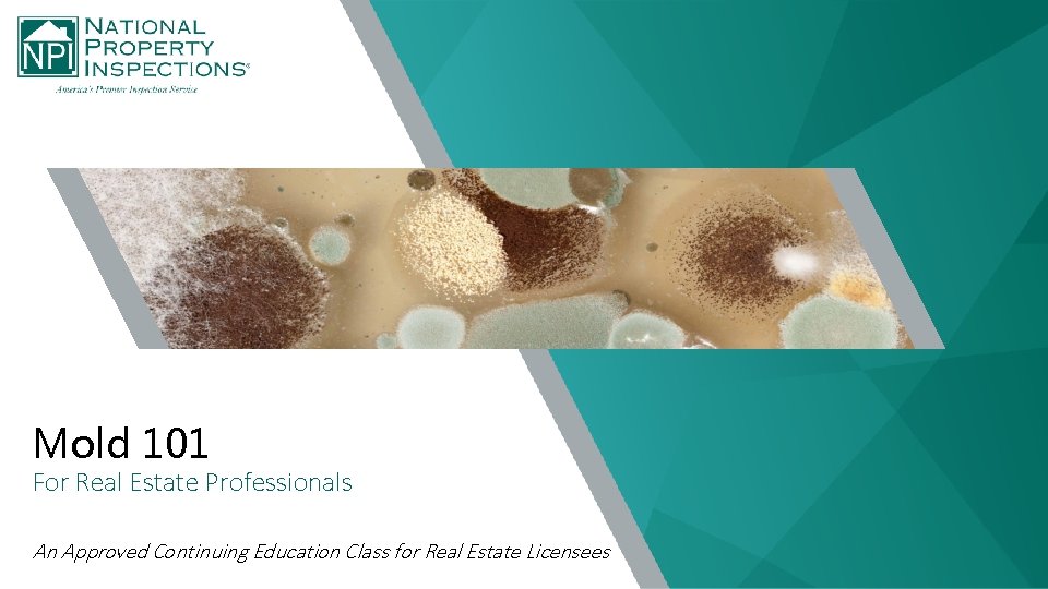 Mold 101 For Real Estate Professionals An Approved