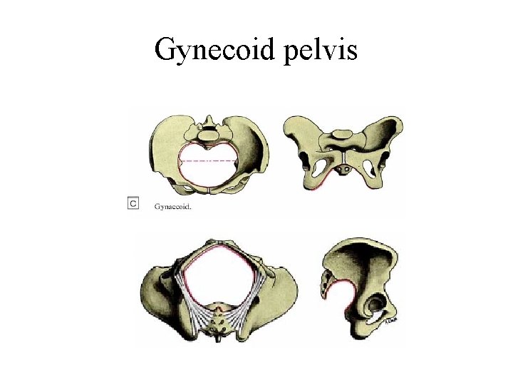 Female pelvis Consist of four bones 2 hip